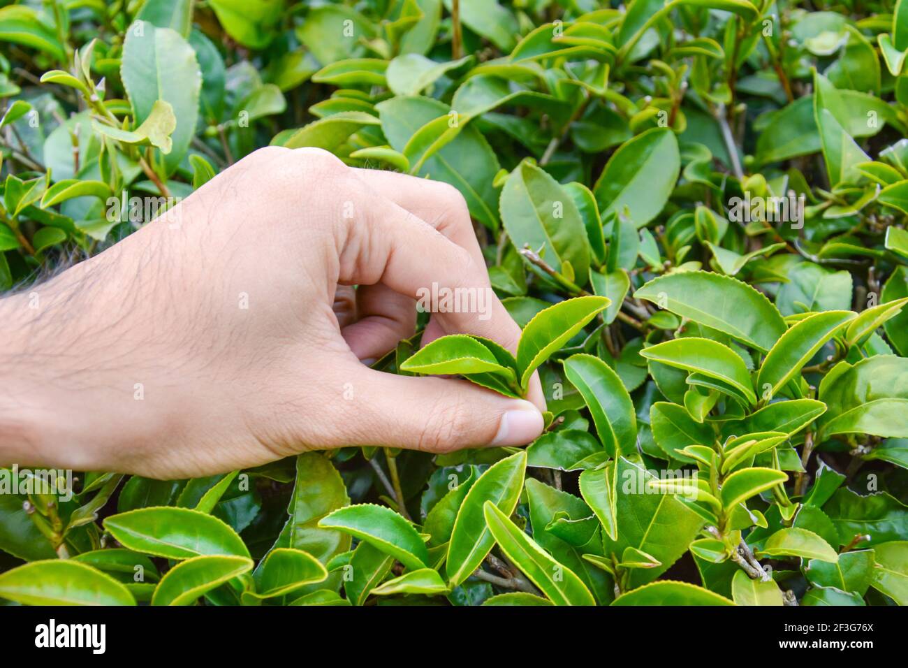 Picking up tea hi-res stock photography and images - Alamy
