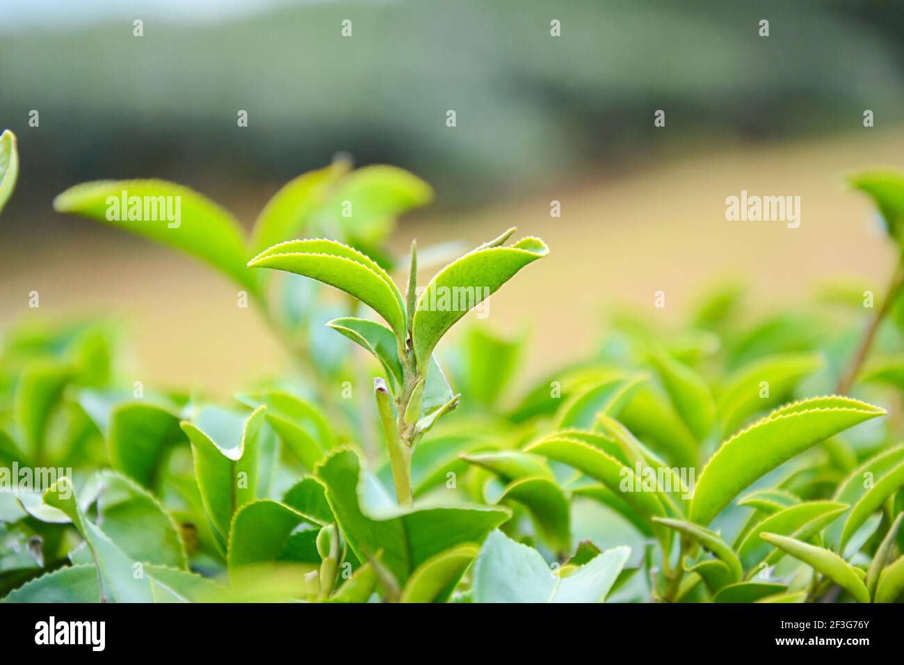 Green fresh tea leaf farm hi-res stock photography and images - Alamy