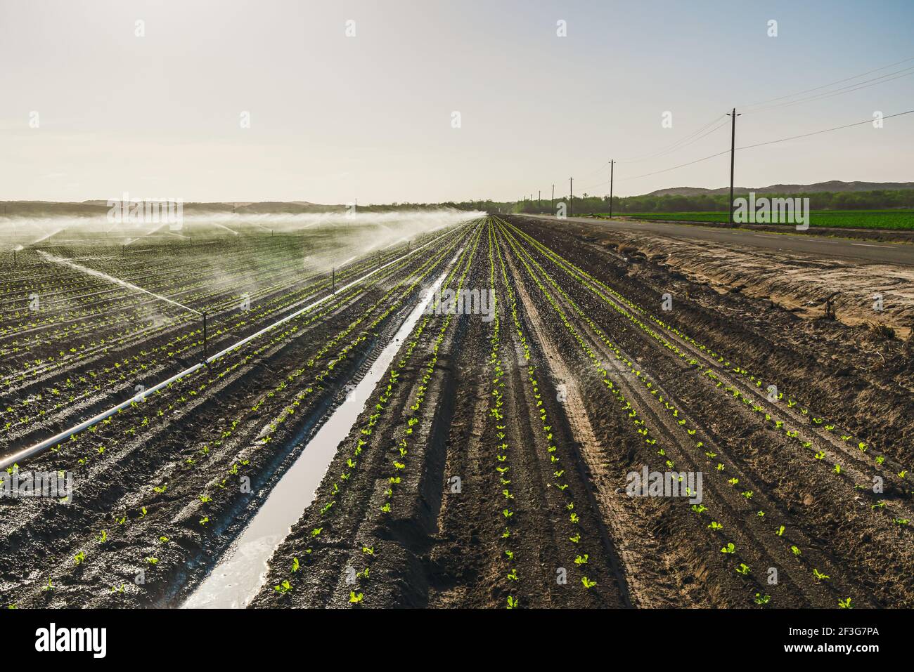 Watering agricultural field with young plant, Spring season. Irrigation ...