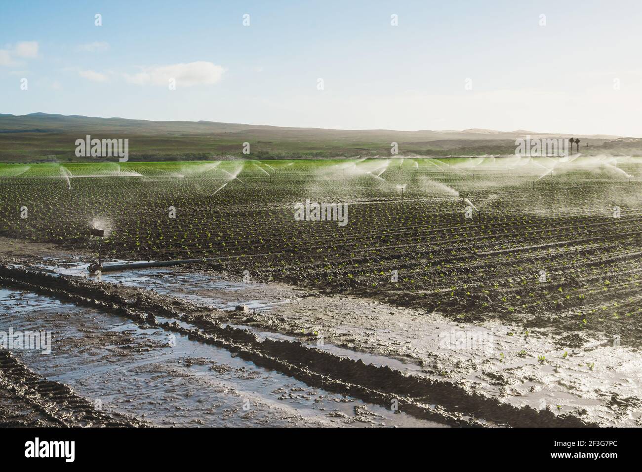 Watering agricultural field with young plant, Spring season. Irrigation ...