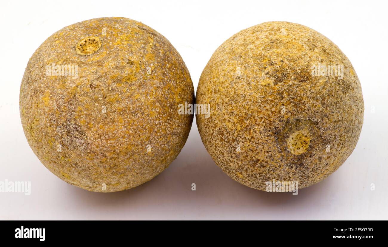 Close up of two wood apple fruits on an isolated white background Stock ...