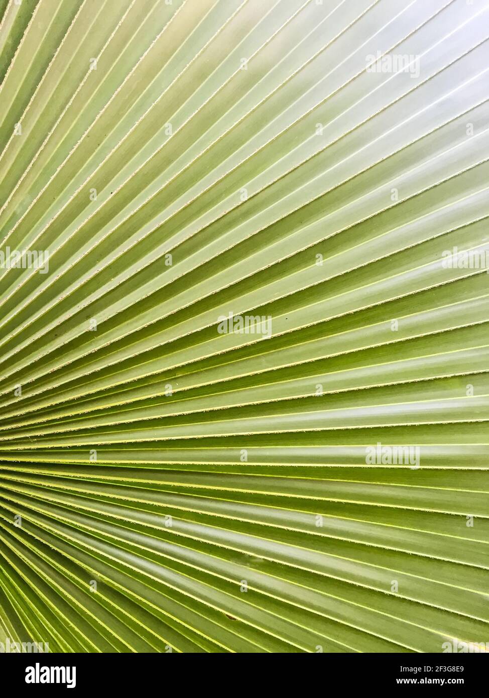 Texture of green palm leaf pattern backround Stock Photo - Alamy