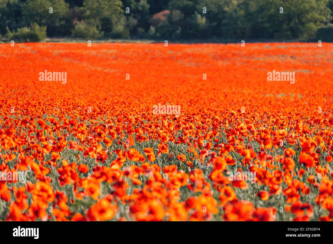Beautiful red poppies sunset hi-res stock photography and images - Alamy