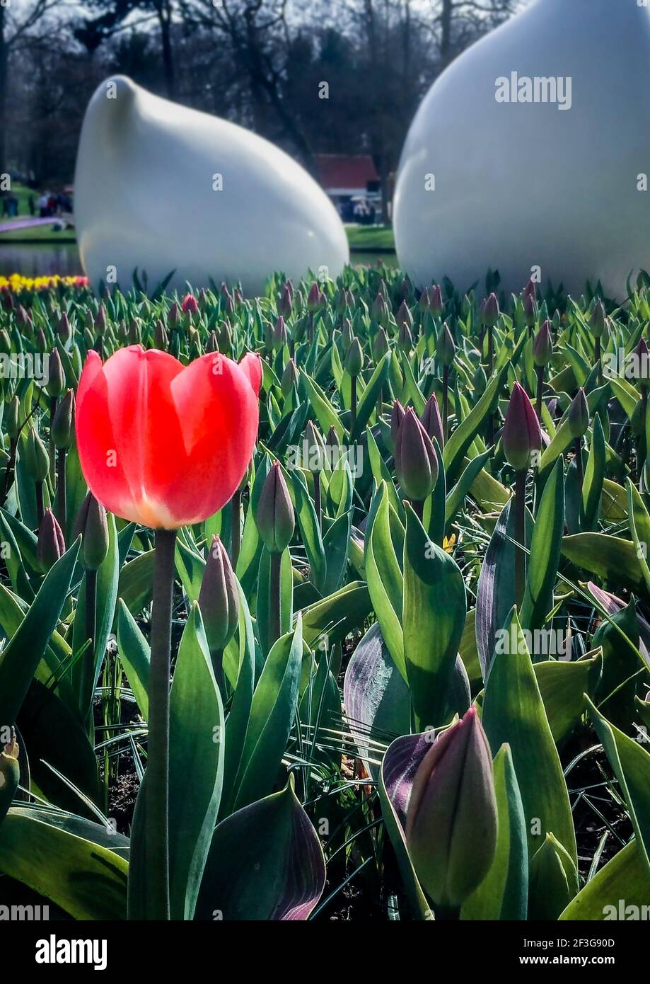 single red tulip in the field Stock Photo - Alamy