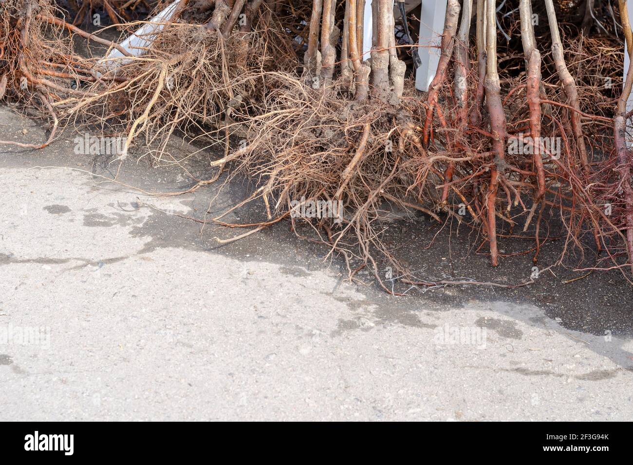 Saplings of fruit trees with soil covered roots. Sale of young trees ...