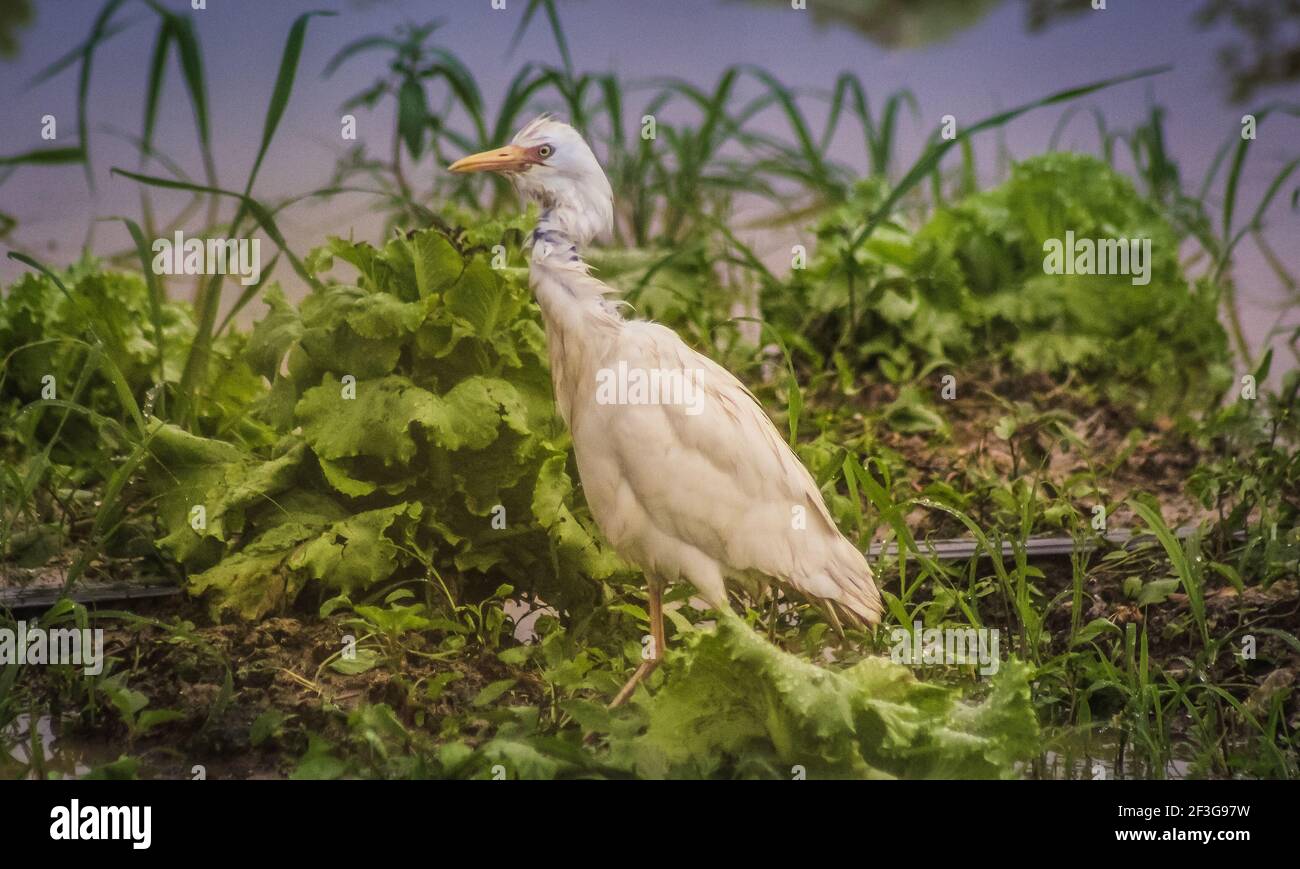 Plants of trinidad and tobago hi-res stock photography and images - Alamy