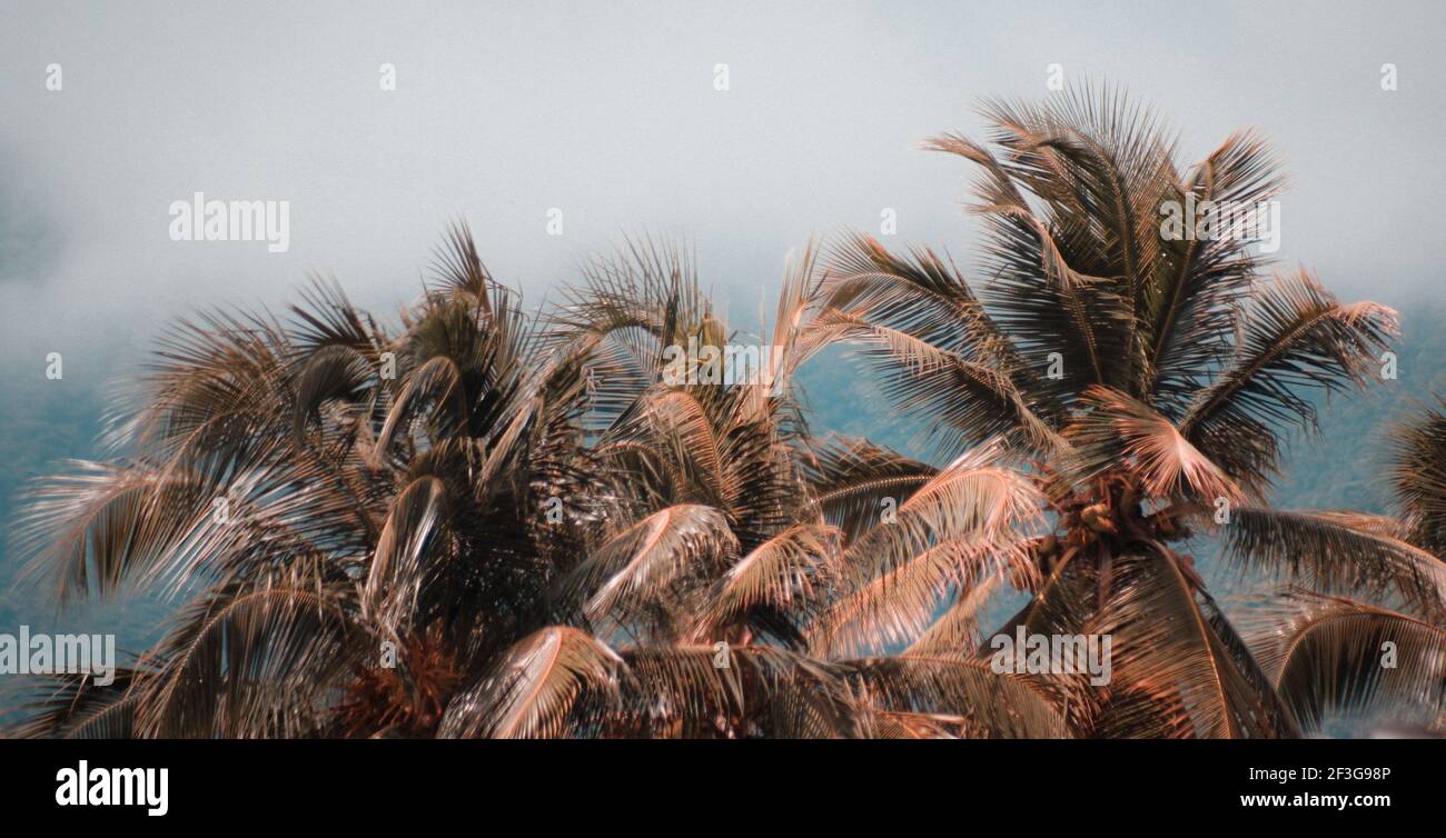 Coconut trees in the wind Stock Photo - Alamy