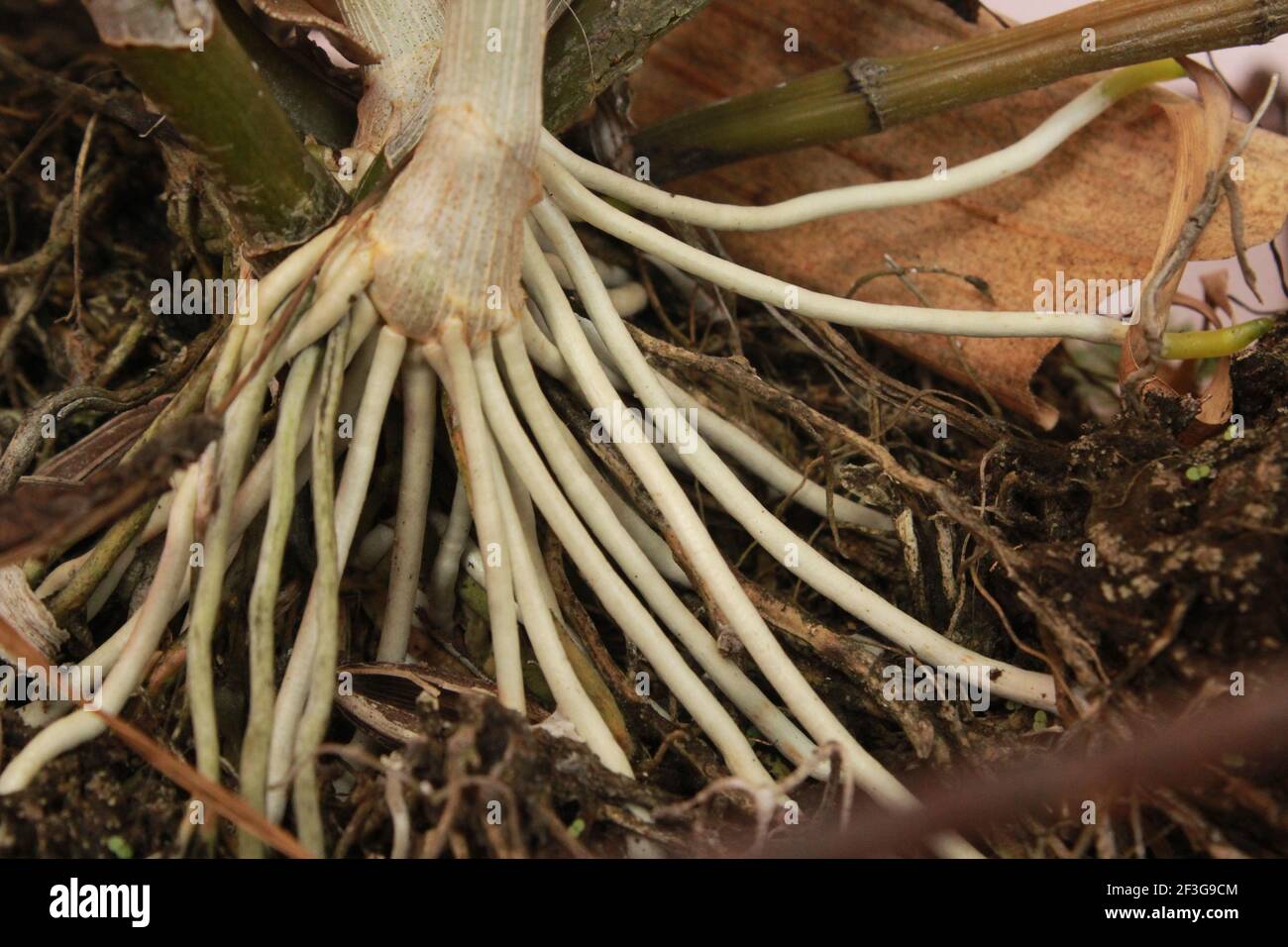 Roots of an orchid Stock Photo - Alamy