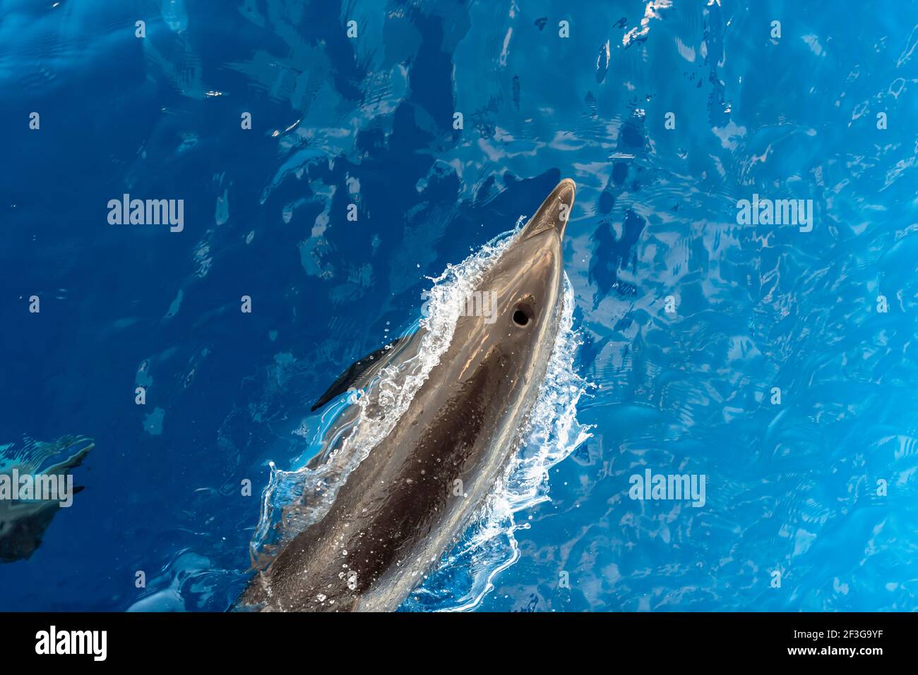 Top view of a dolphin swimming fast in the Indian ocean Stock Photo - Alamy