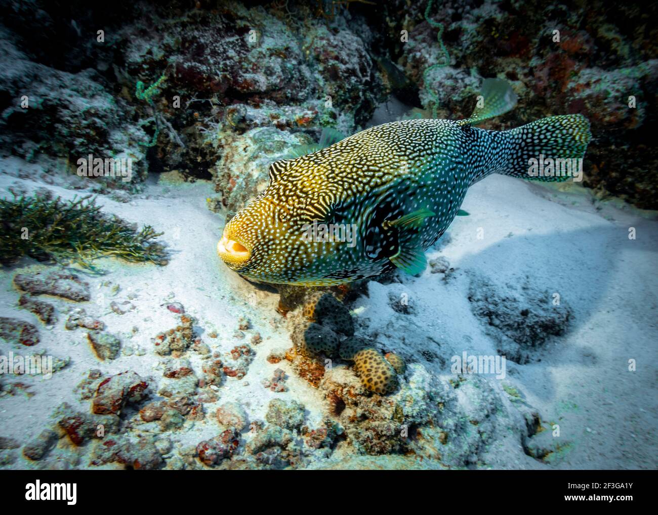 Puffer fish at the bottom of the Indian ocean Stock Photo - Alamy