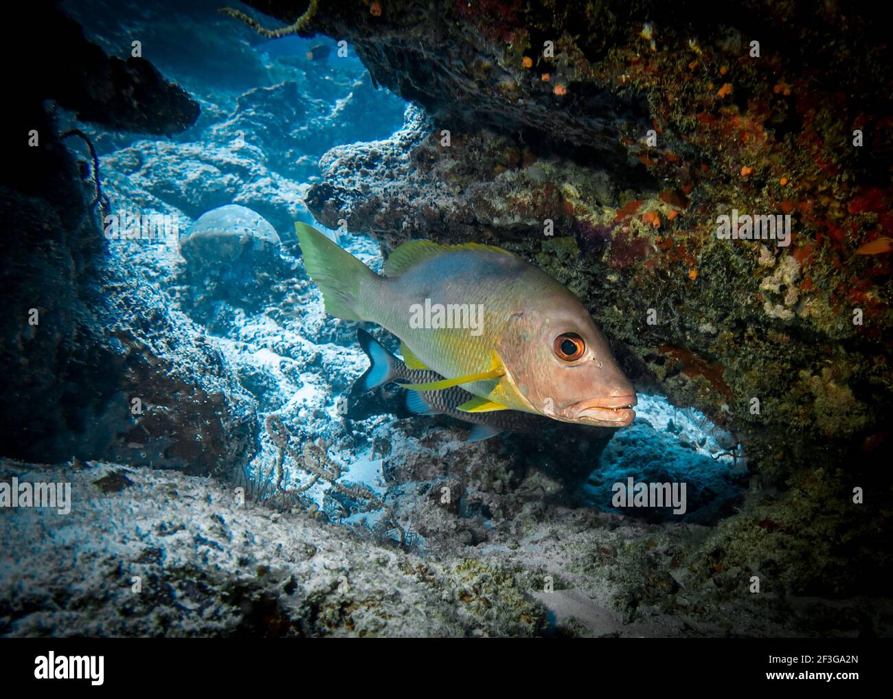 One-spot Snapper Fish against a background of corals over the bottom of ...