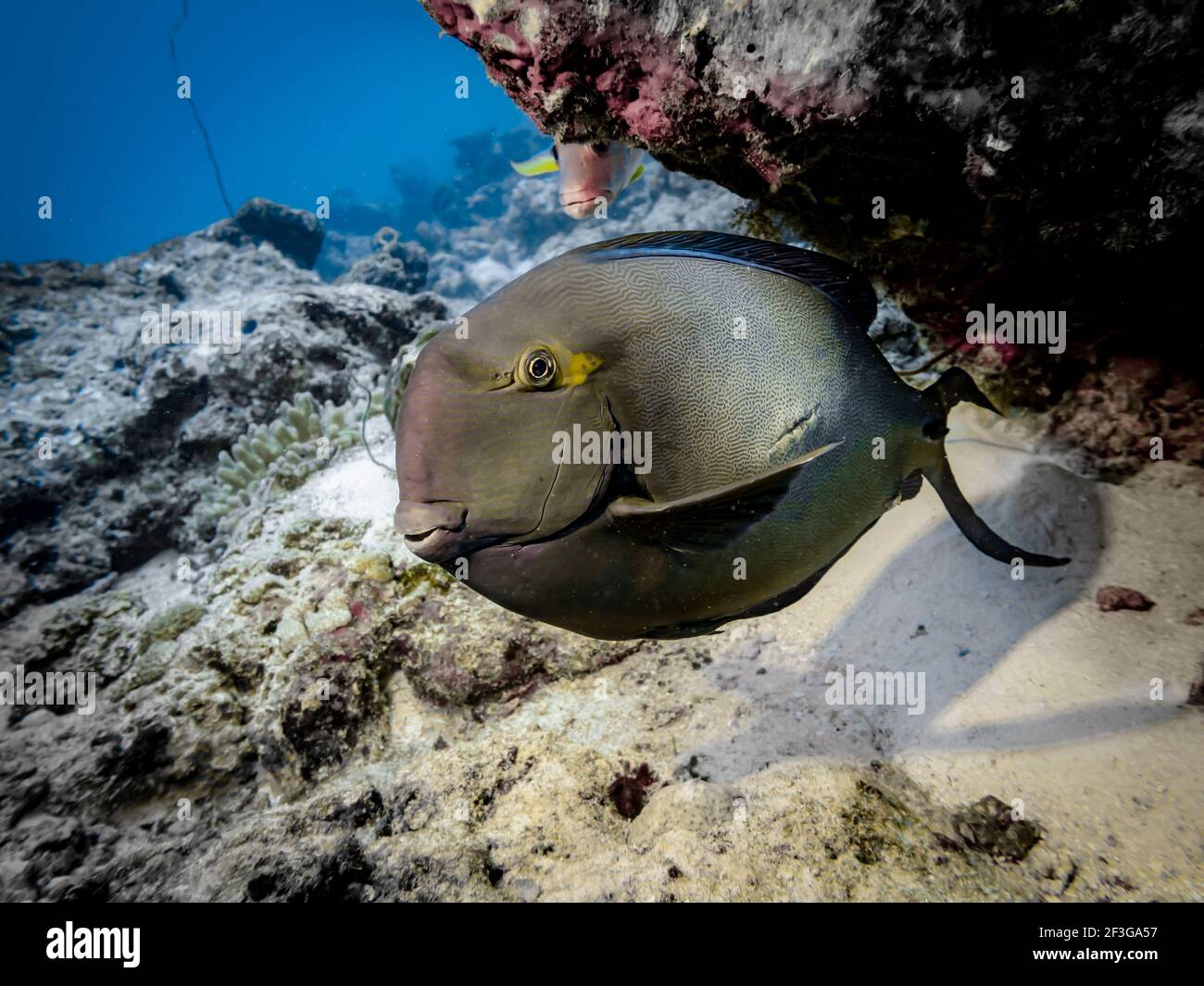 Surgeon fish on the background of corals at the bottom in the Indian ...