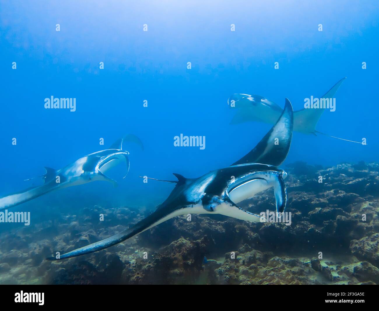 Manta rays in blue water on the background of the bottom in the Indian ...