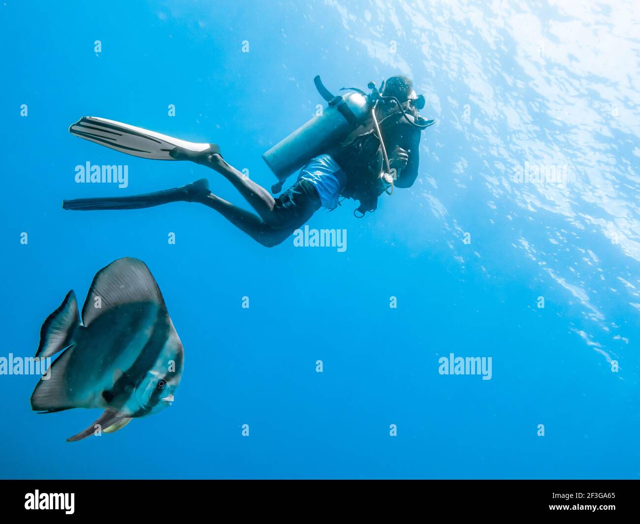 Diver and big Spadefish in the blue water of the Indian ocean Stock ...