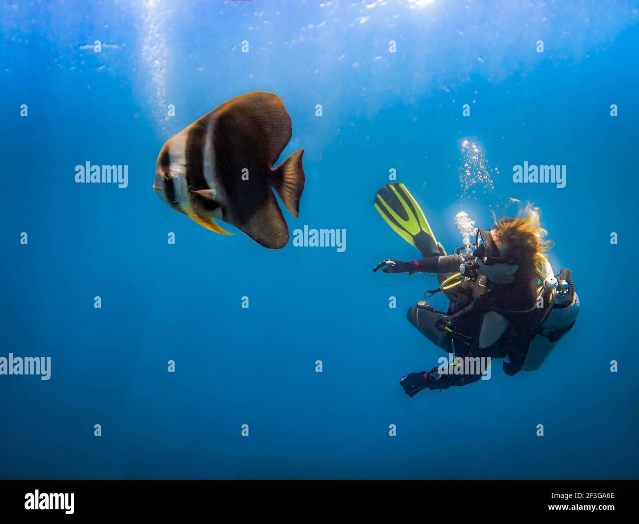 Diver met a large Spade Fish in blue water in the Indian ocean Stock ...