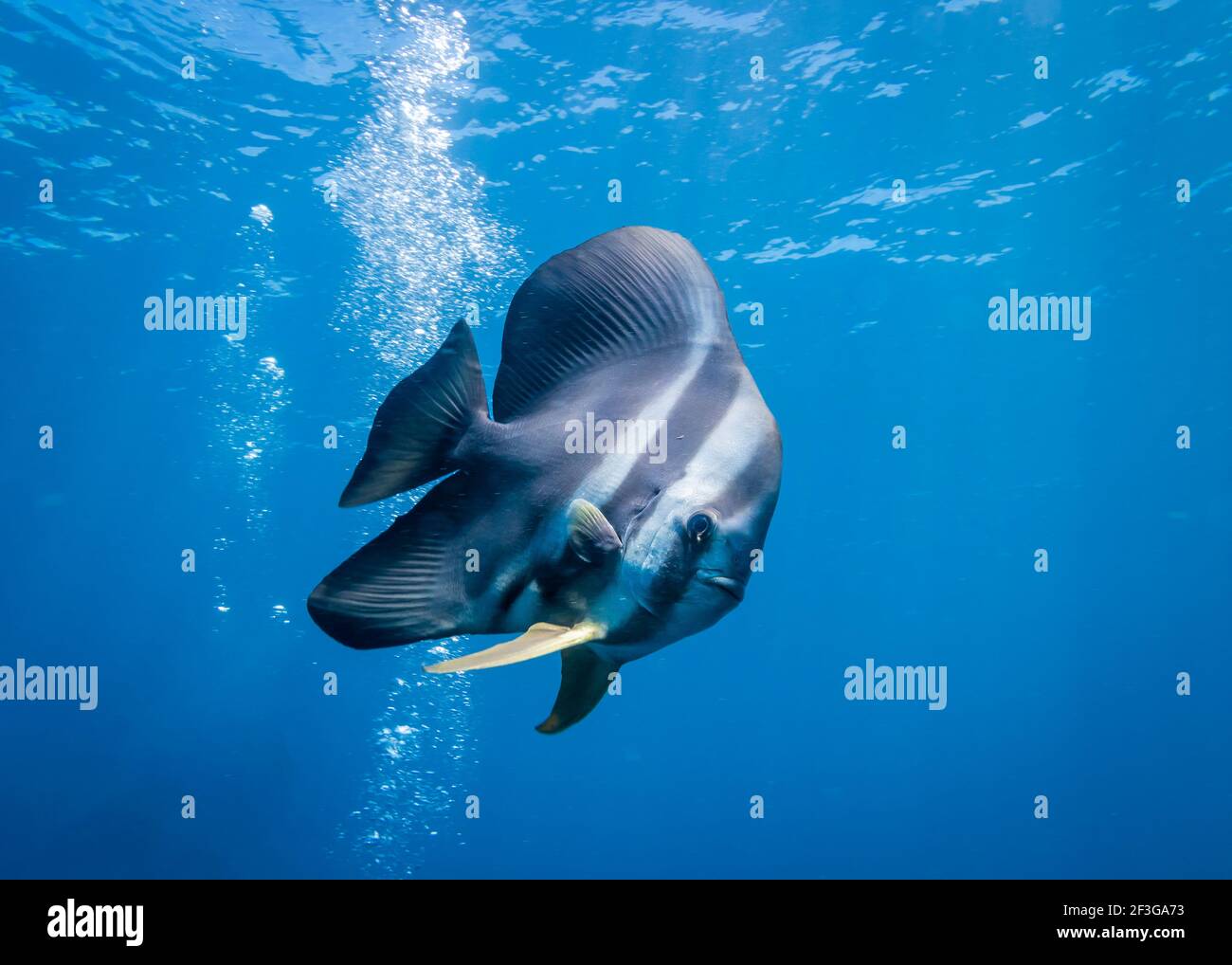 Big Spadefish in the blue water of the Indian ocean Stock Photo - Alamy
