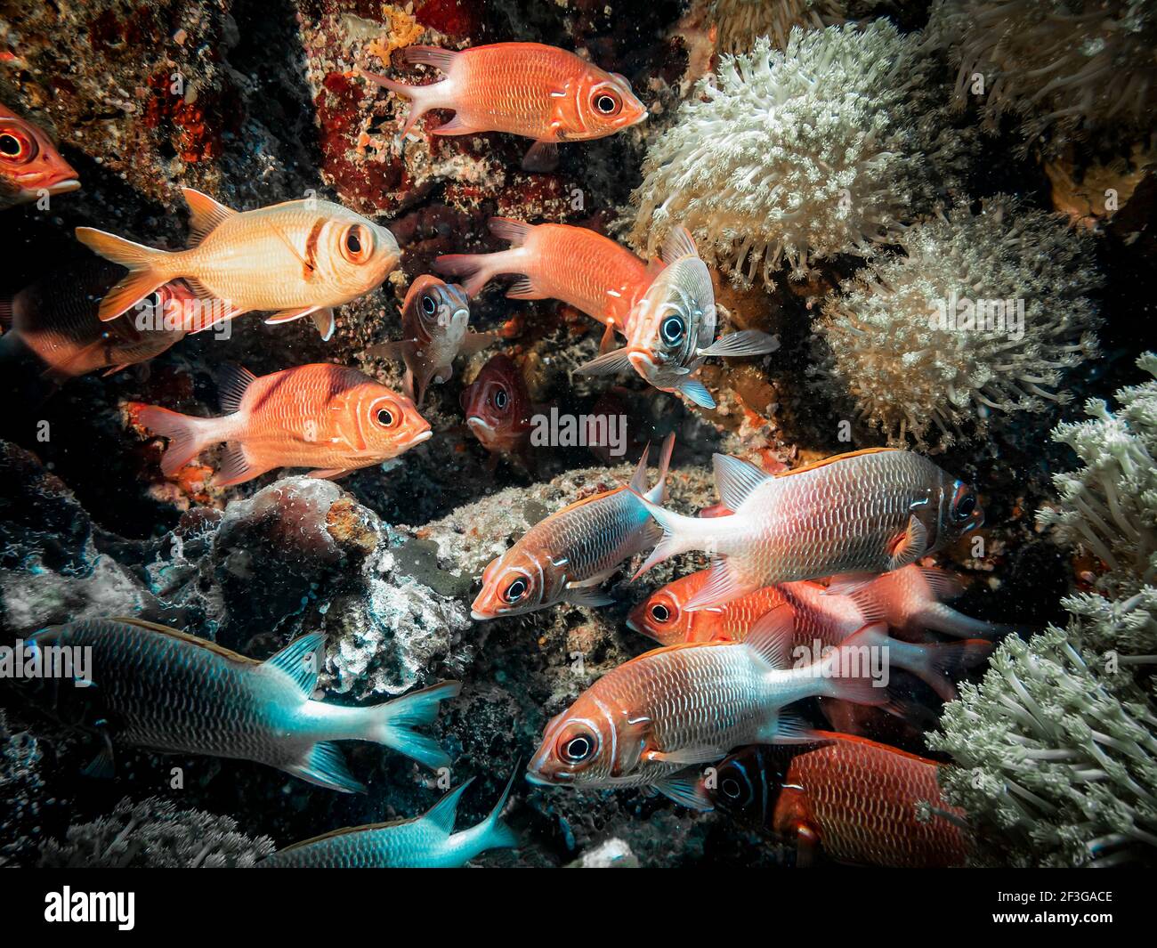 A flock of Soldier Fish on the background of corals at the bottom of ...