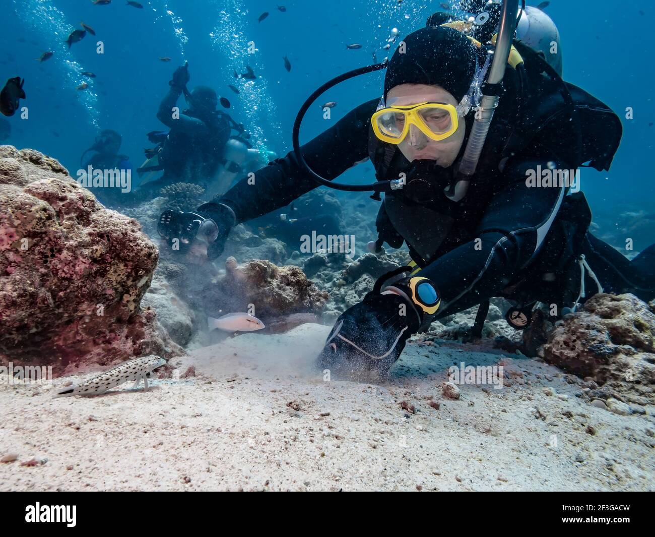 The diver muddies the sand at the bottom at the Indian ocean attracting ...