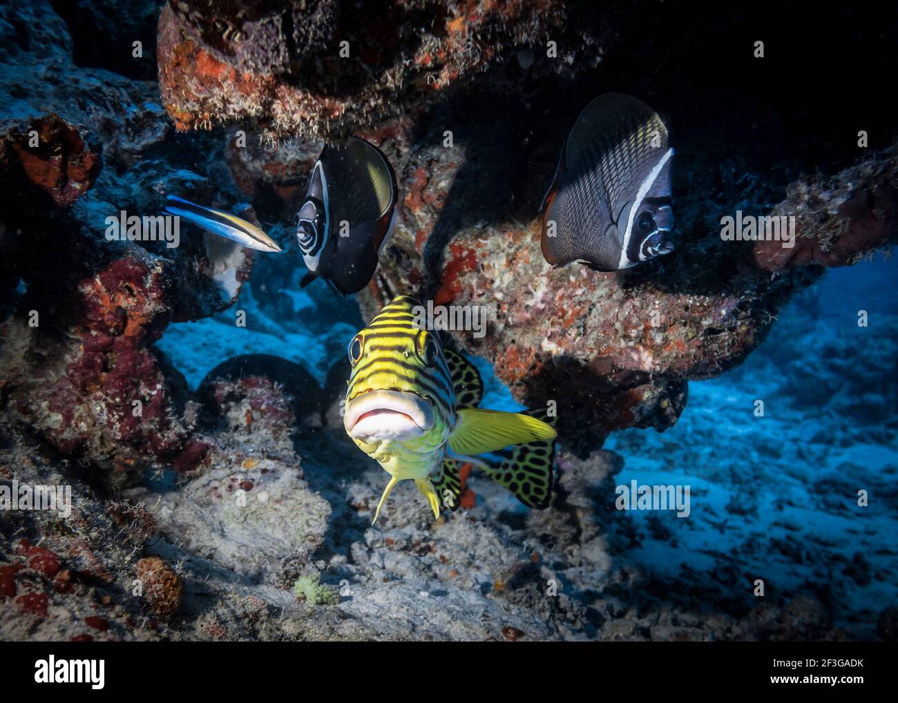 A direct look into the full face of a curious Sweetlips Fish and couple ...