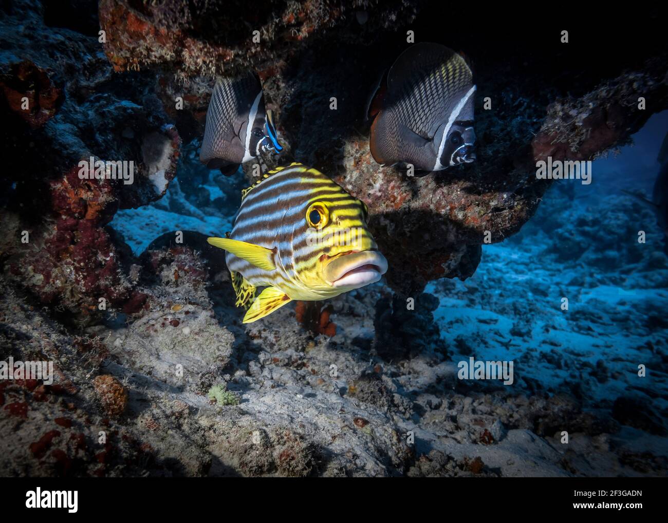 A direct look into the full face of a curious Sweetlips Fish and couple ...