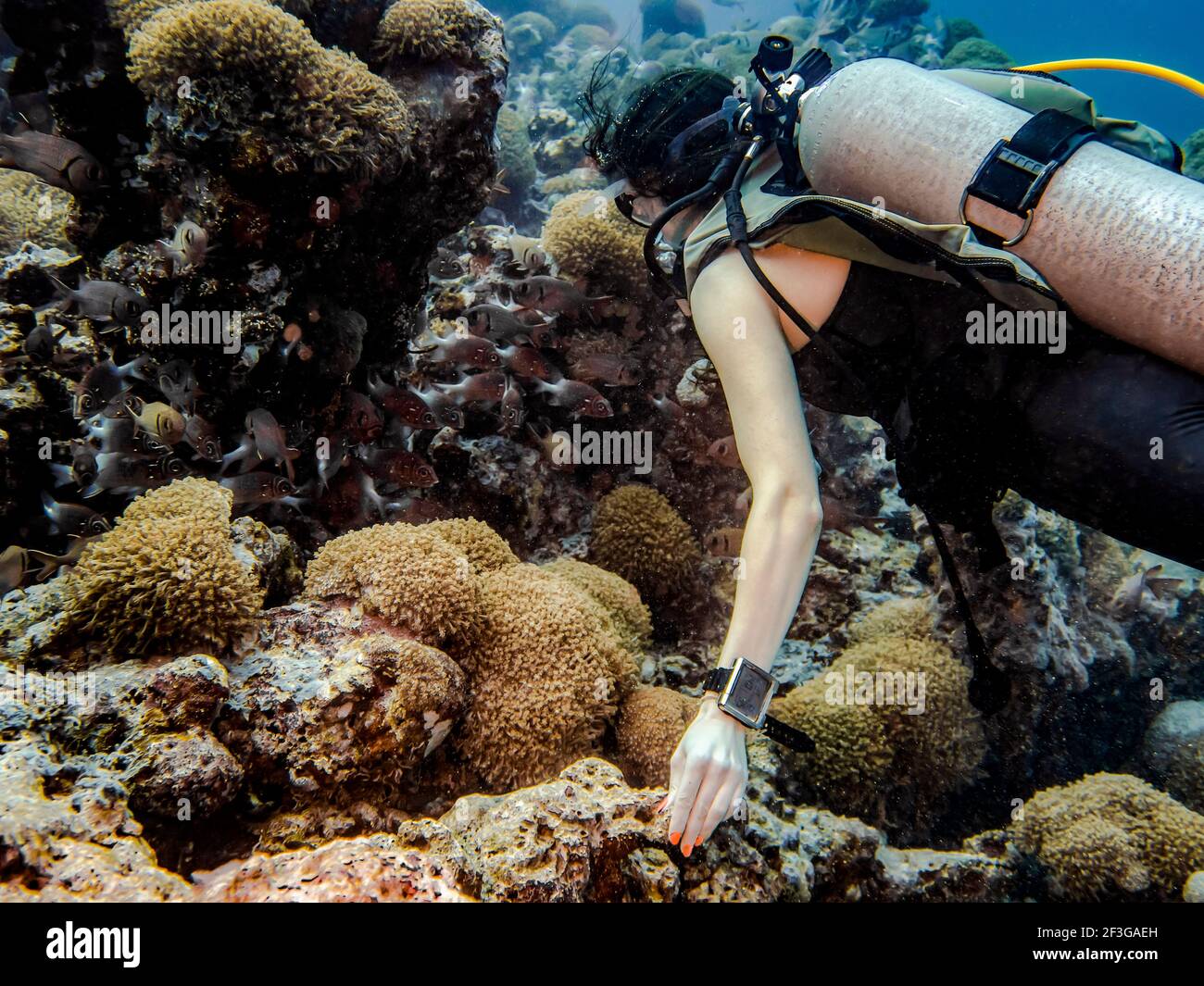 Girl diver looks at the fish at the bottom of the Indian ocean Stock ...