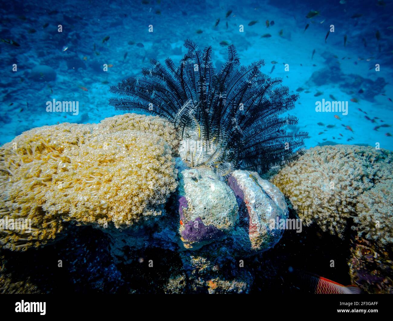 Soft corals and Sea Lily form a fabulous impressionist statue of Madame ...