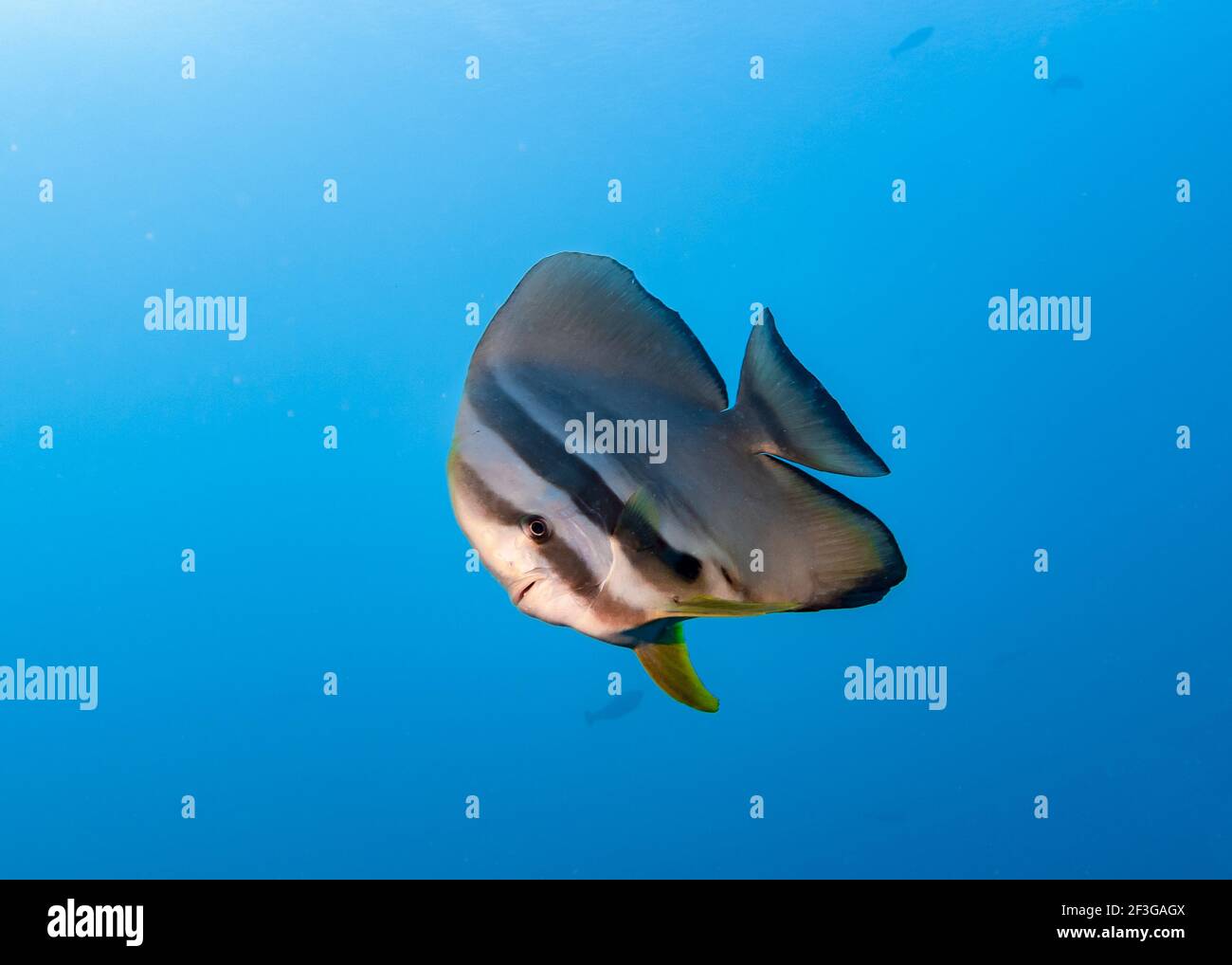 Big Spadefish in the blue water of the Indian ocean Stock Photo - Alamy