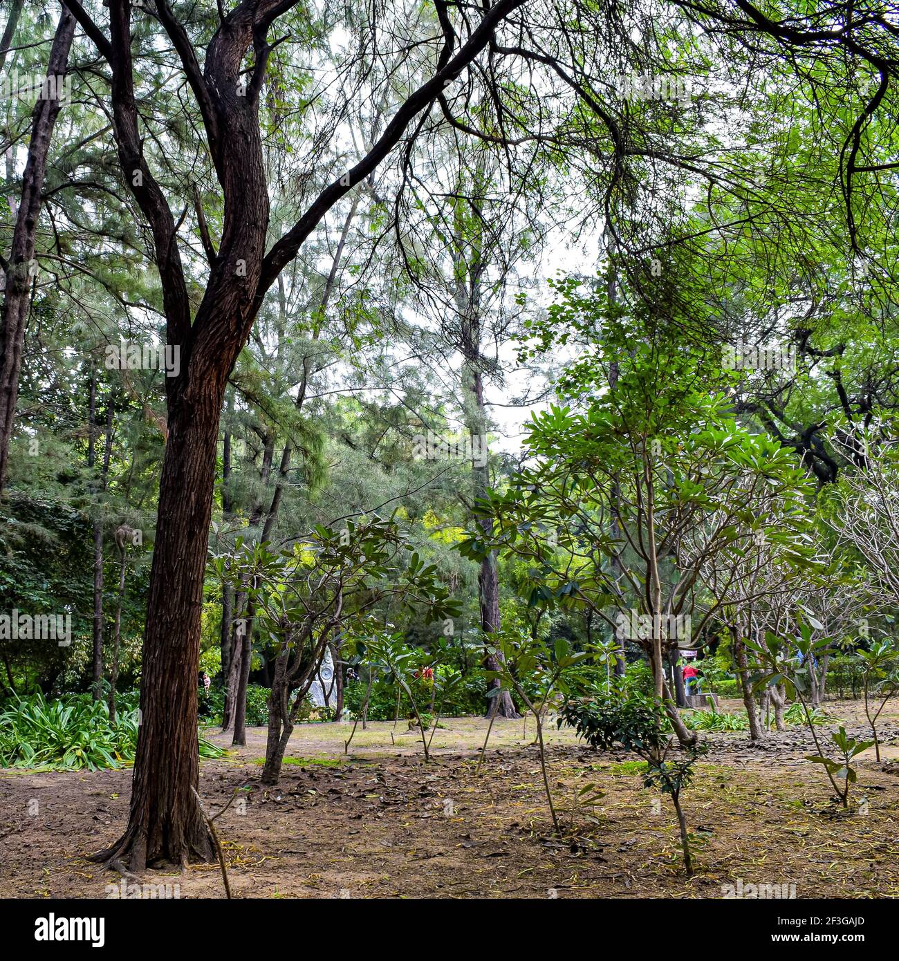 Big tree with branches and land with herbs, Big Trees in nature, scenic ...