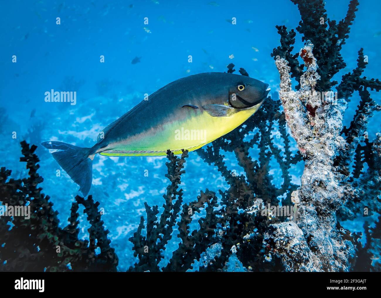 Surgeon fish in the Indian ocean Stock Photo - Alamy
