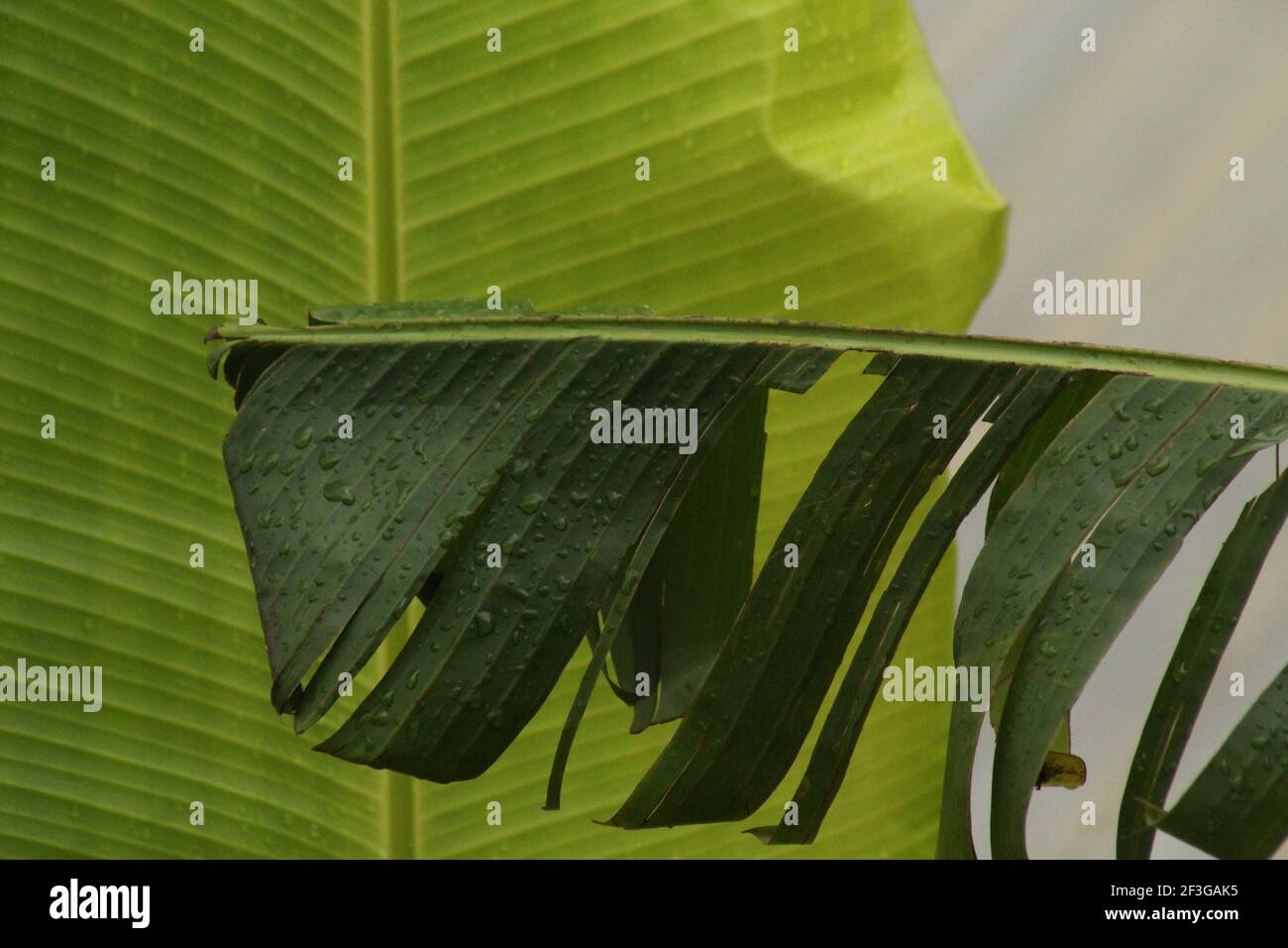 Banana Tree branch Stock Photo - Alamy