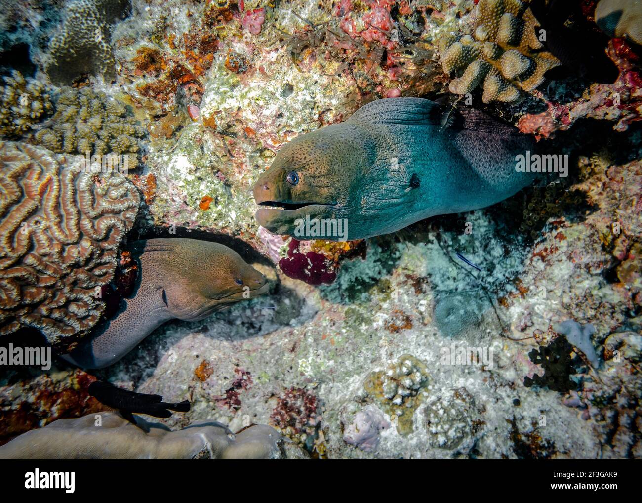 Moray eel in cave hi-res stock photography and images - Alamy