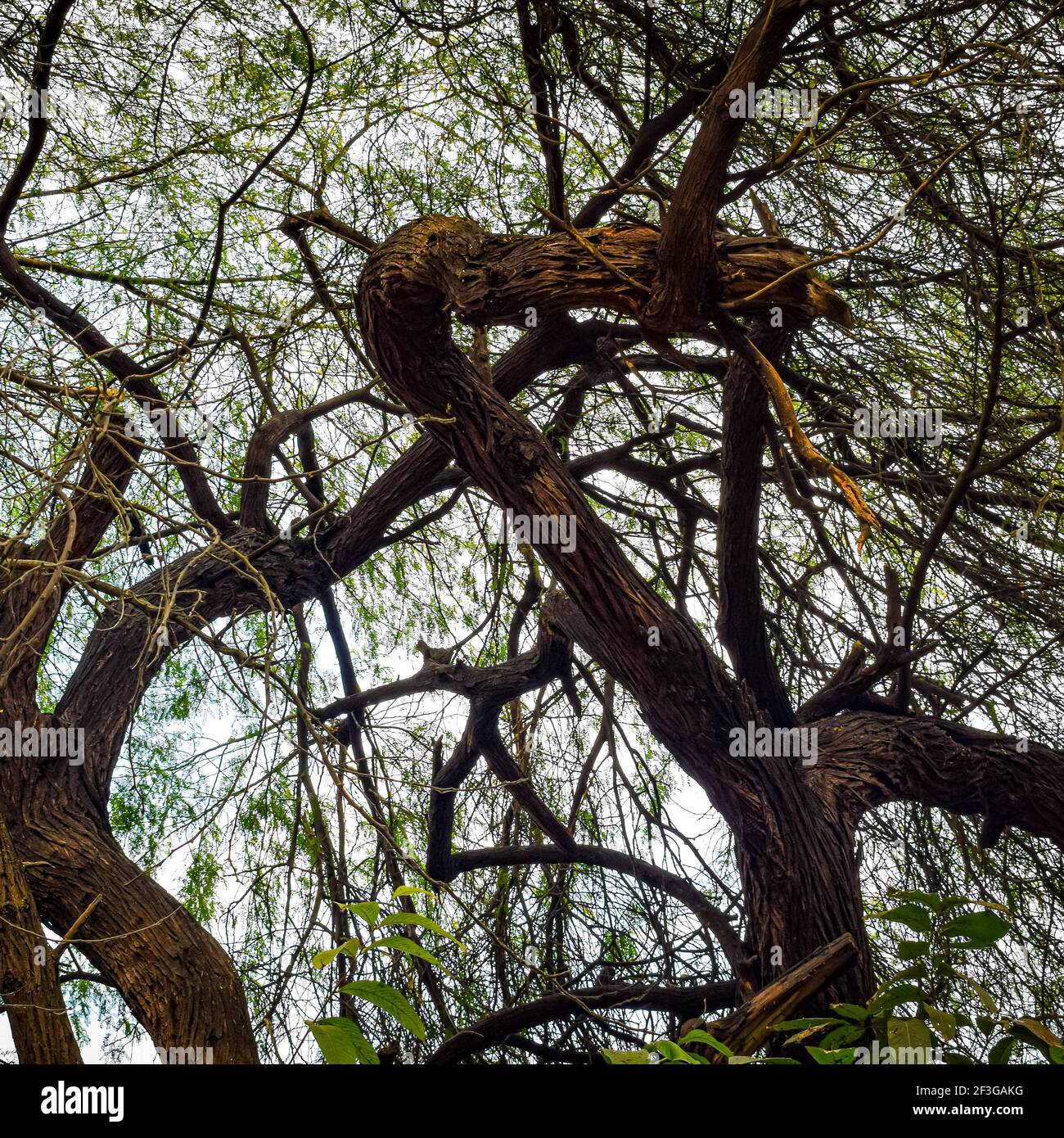 Big tree with branches and land with herbs, Big Trees in nature, scenic ...