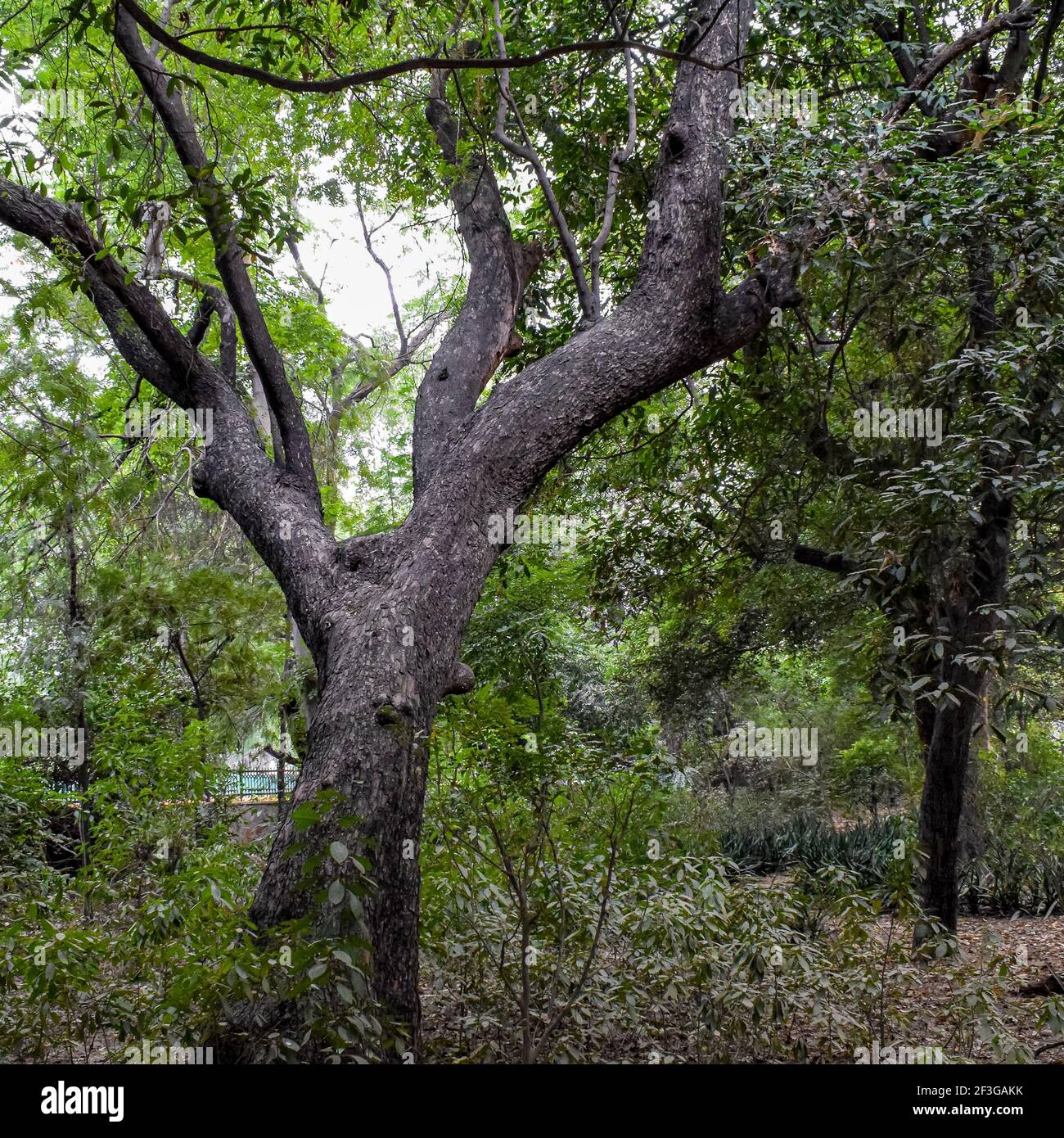 Big tree with branches and land with herbs, Big Trees in nature, scenic ...