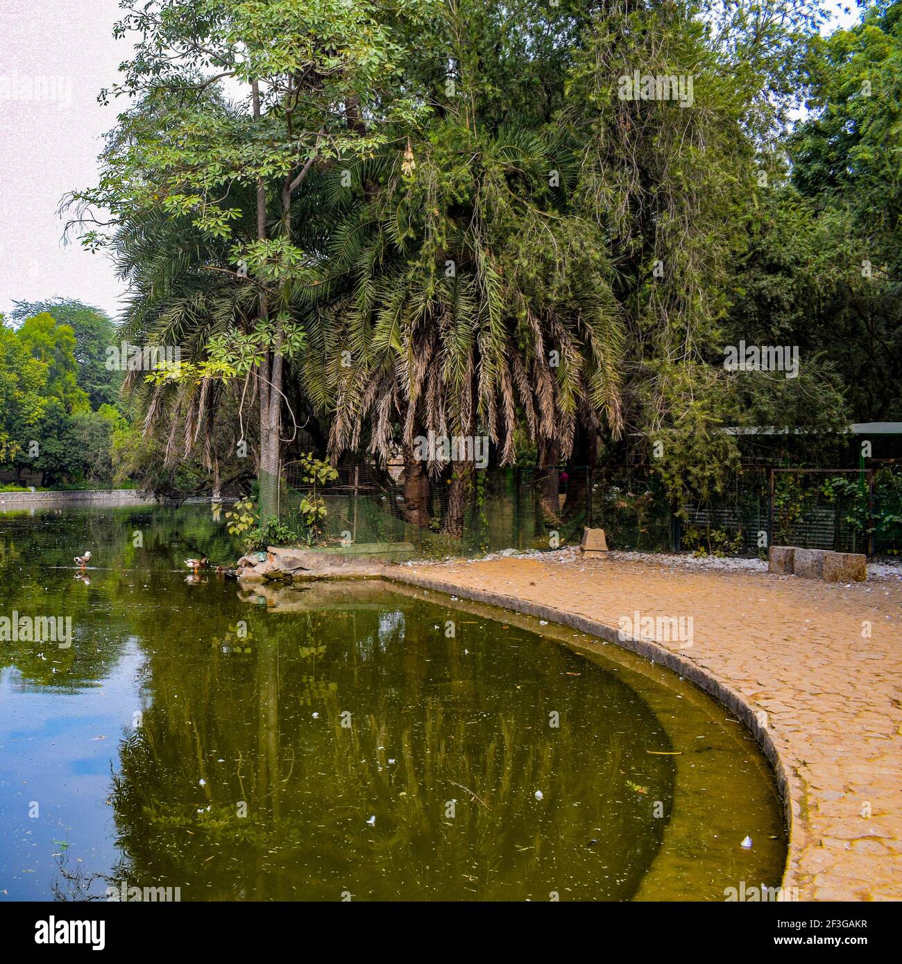 Big tree with branches and land with herbs, Big Trees in nature, scenic ...