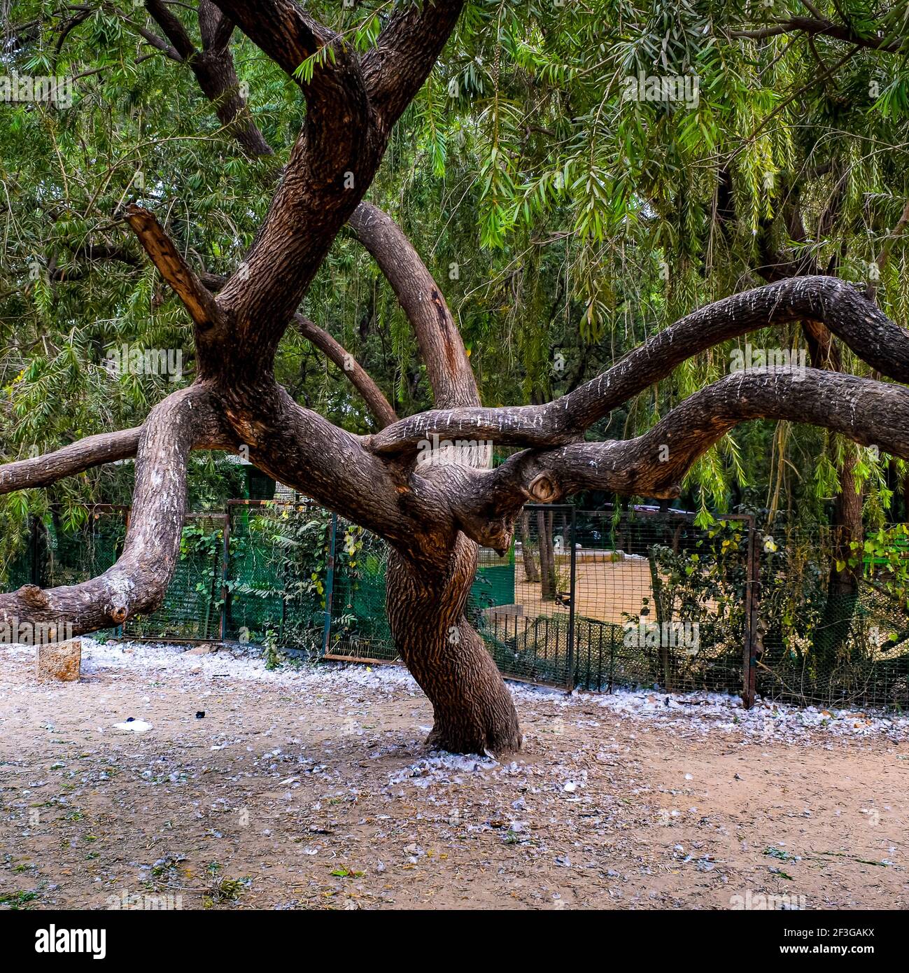 Big tree with branches and land with herbs, Big Trees in nature, scenic ...