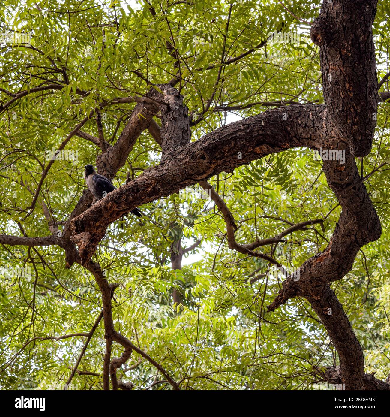Big tree with branches and land with herbs, Big Trees in nature, scenic ...