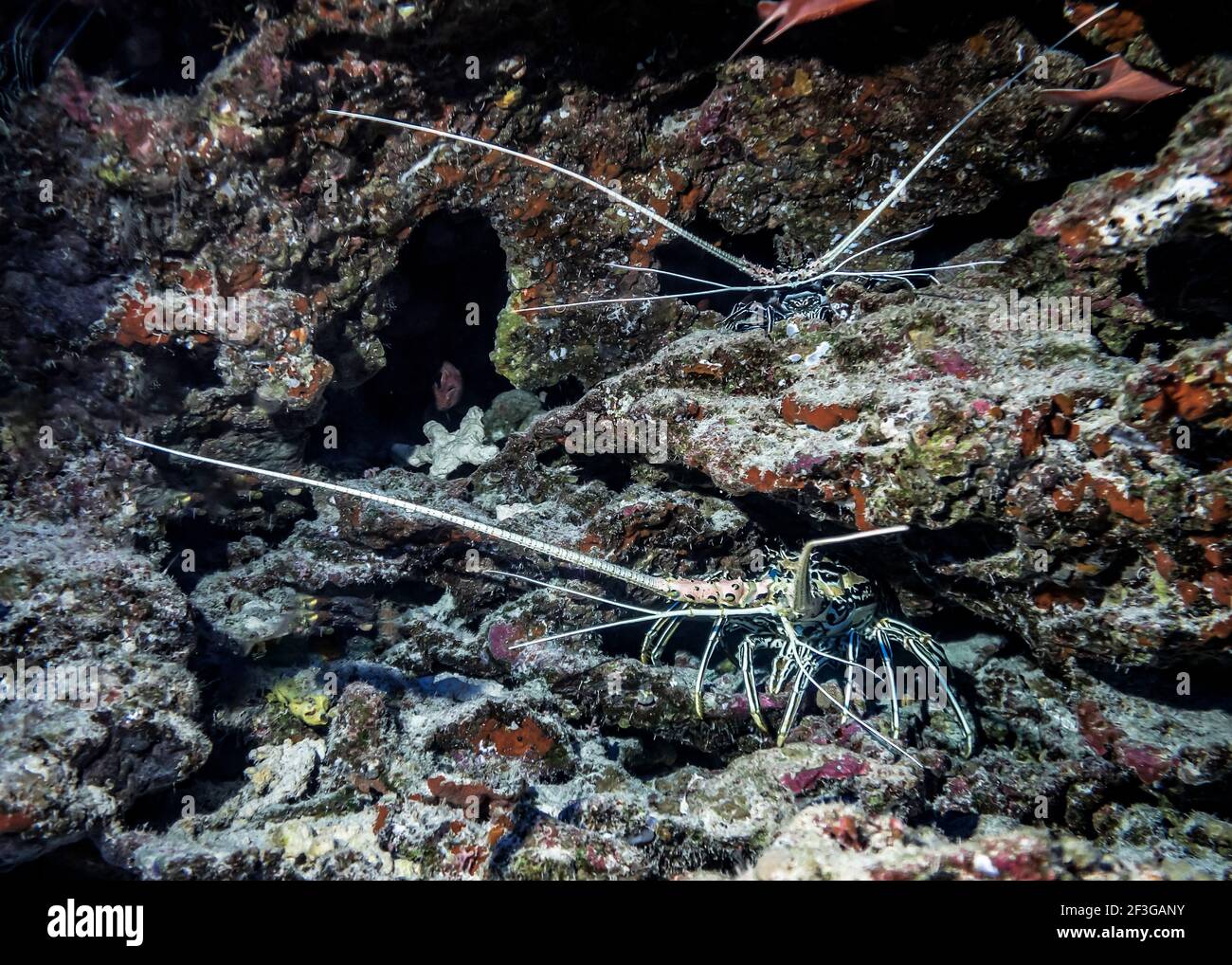 Painted Crayfish (or Rock Lobster, lat. Panulirus versicolor ...
