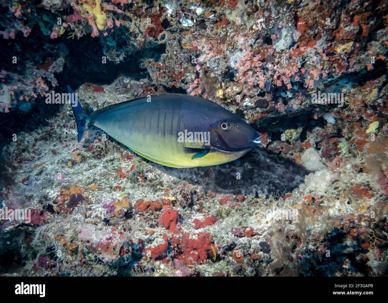 Surgeon fish at the bottom of the Indian ocean Stock Photo - Alamy