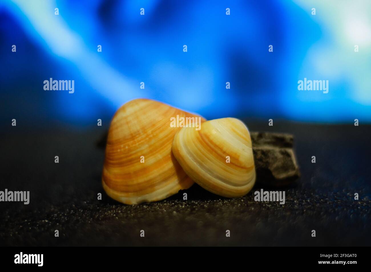 Fresh Clams with blue background Stock Photo - Alamy