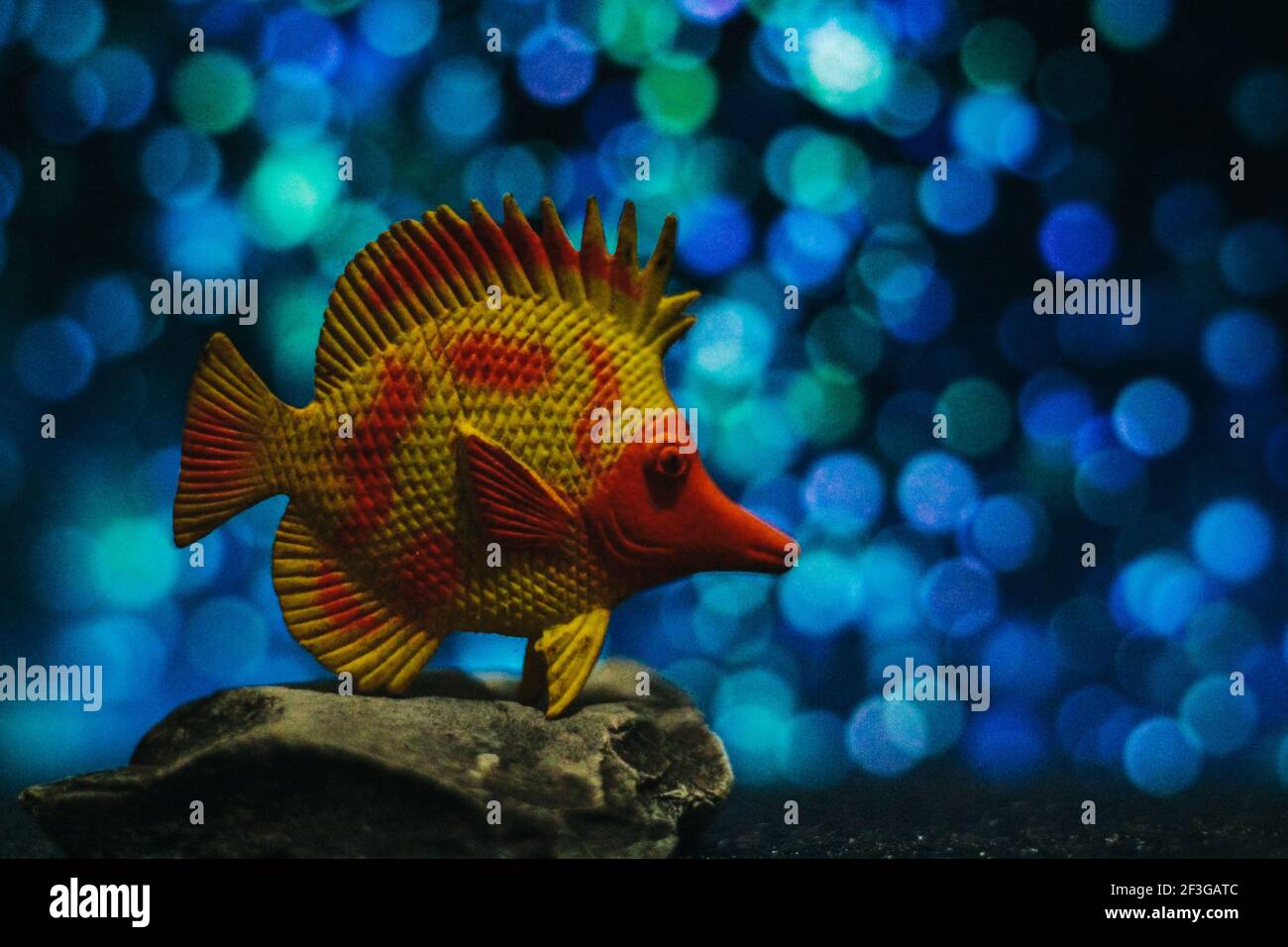 Orange fish with black spots hi-res stock photography and images - Alamy