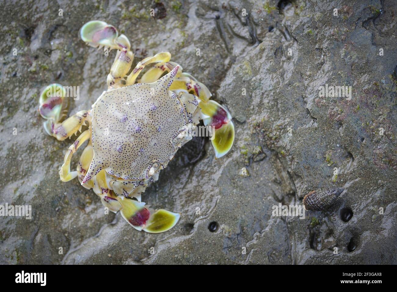 Common Moon Crab Stock Photo - Alamy