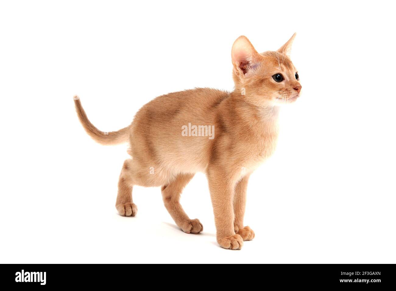 Abyssinian ginger cat crouched on a white background Stock Photo - Alamy
