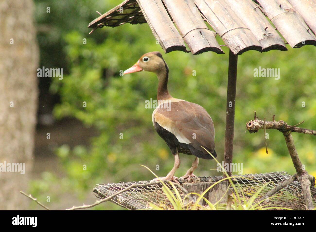 Tree duck hi-res stock photography and images - Alamy
