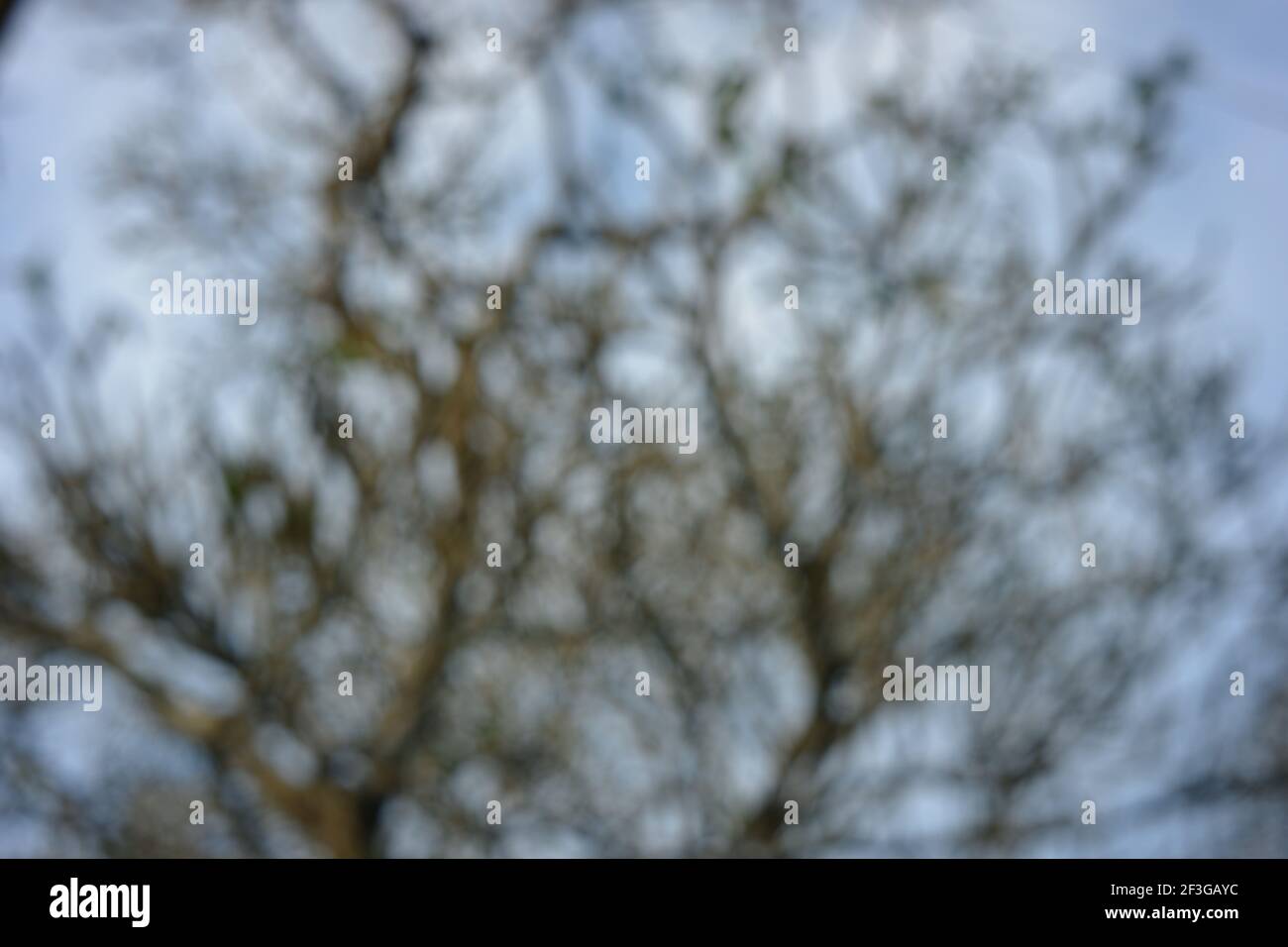 blurry tree branches and blue sky. Blurry natural images for ...