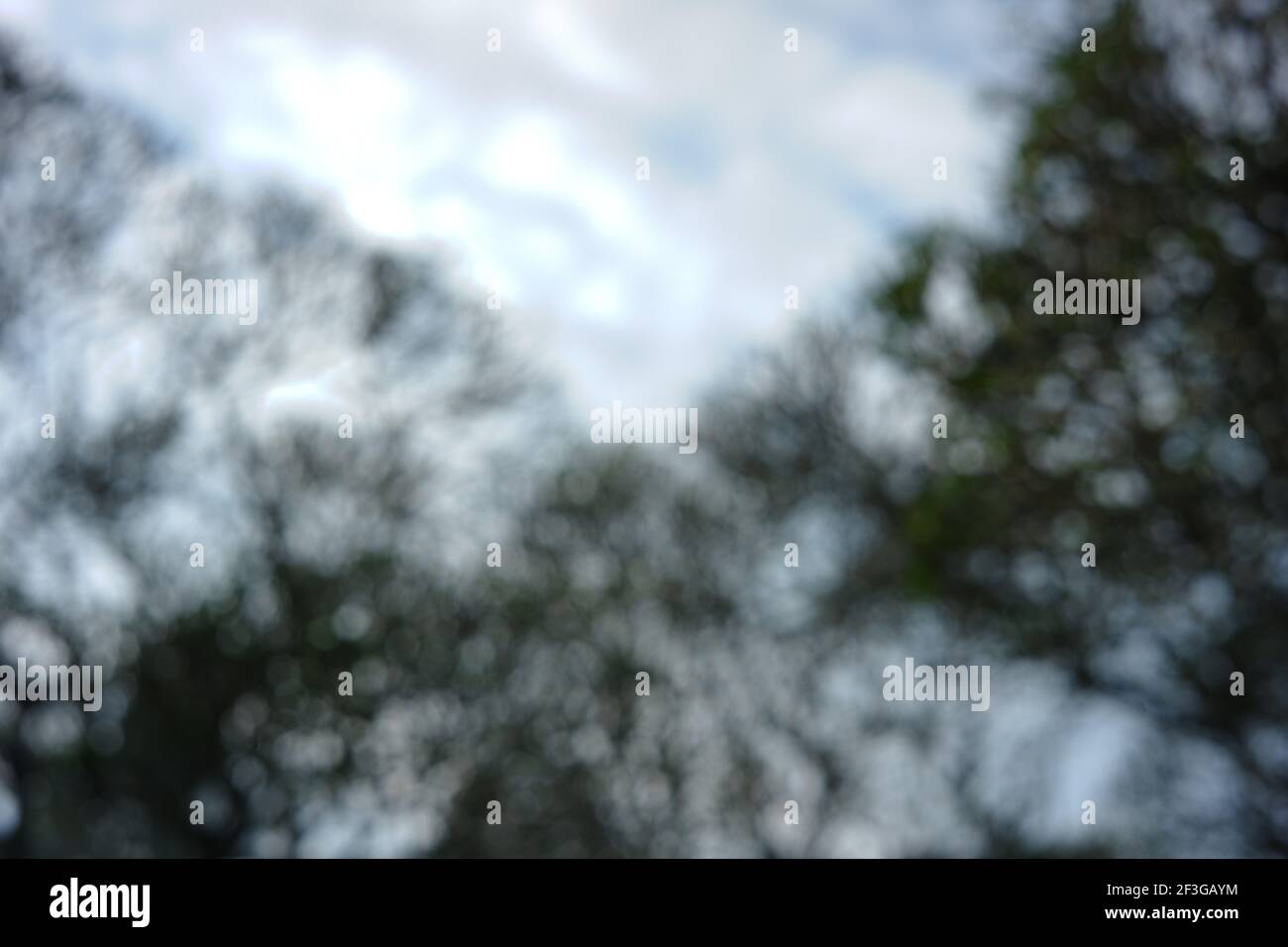 blurry tree branches and blue sky. Blurry natural images for ...