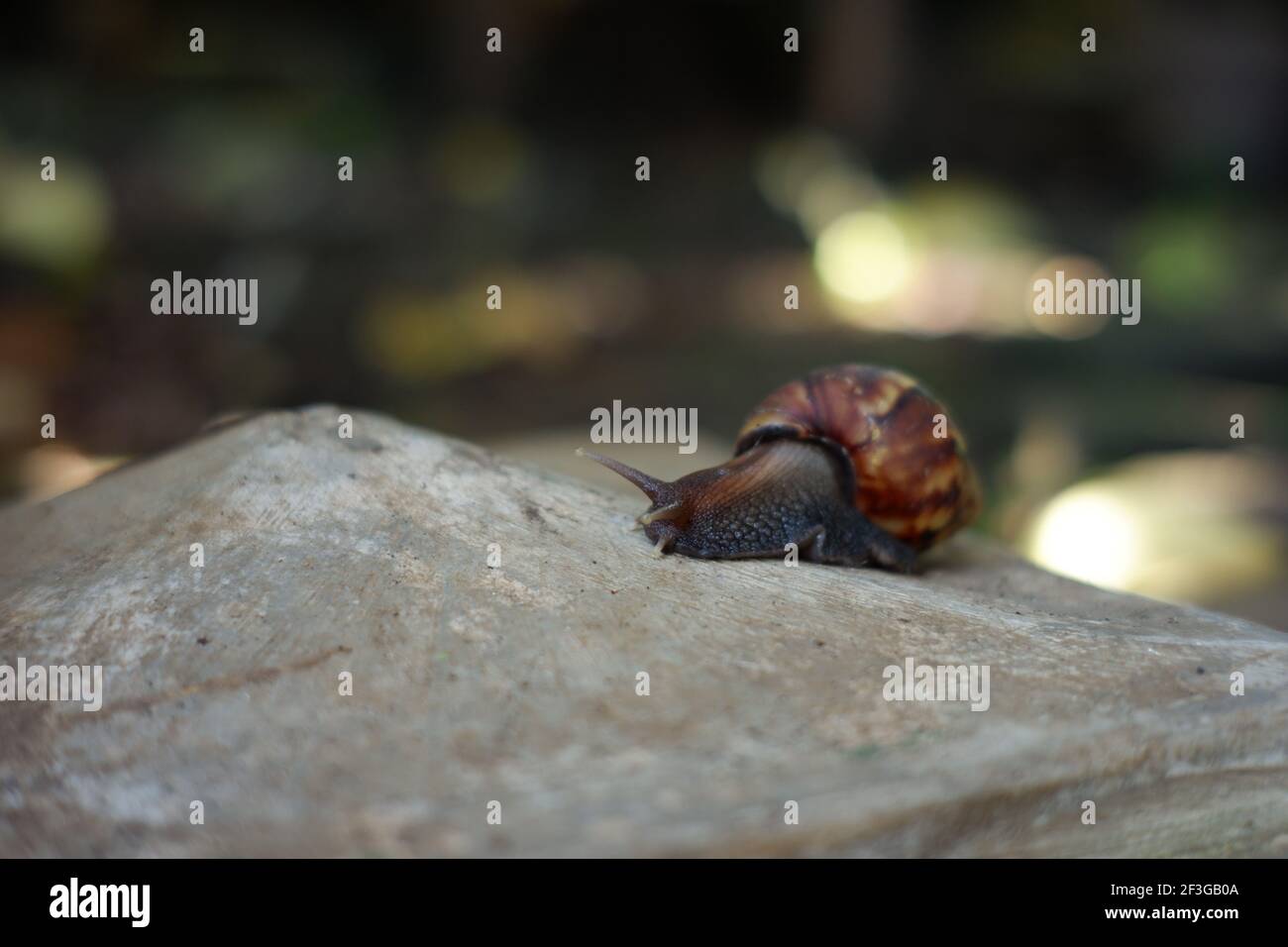 a snail walking on a rock. wild snails move around in search of food ...