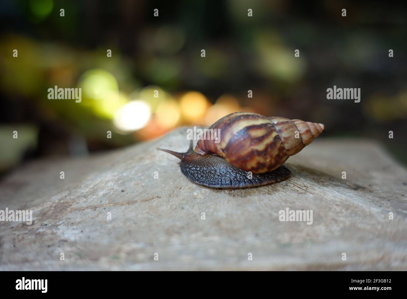 Cone snail walking hi-res stock photography and images - Alamy