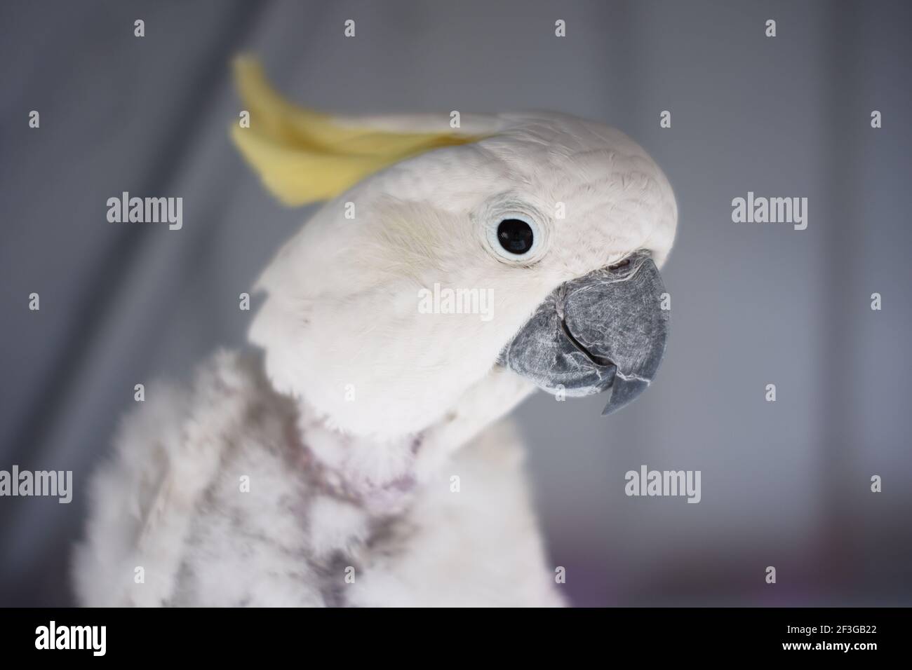 a white parrot who is sick. bird neck feathers that fall due to disease ...