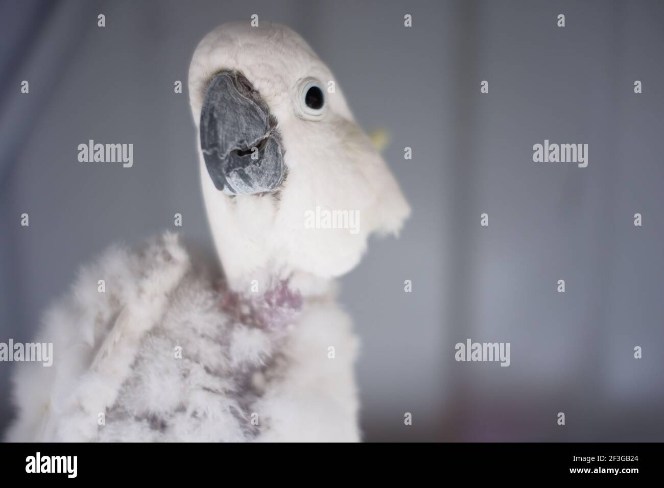 a white parrot who is sick. bird neck feathers that fall due to disease ...