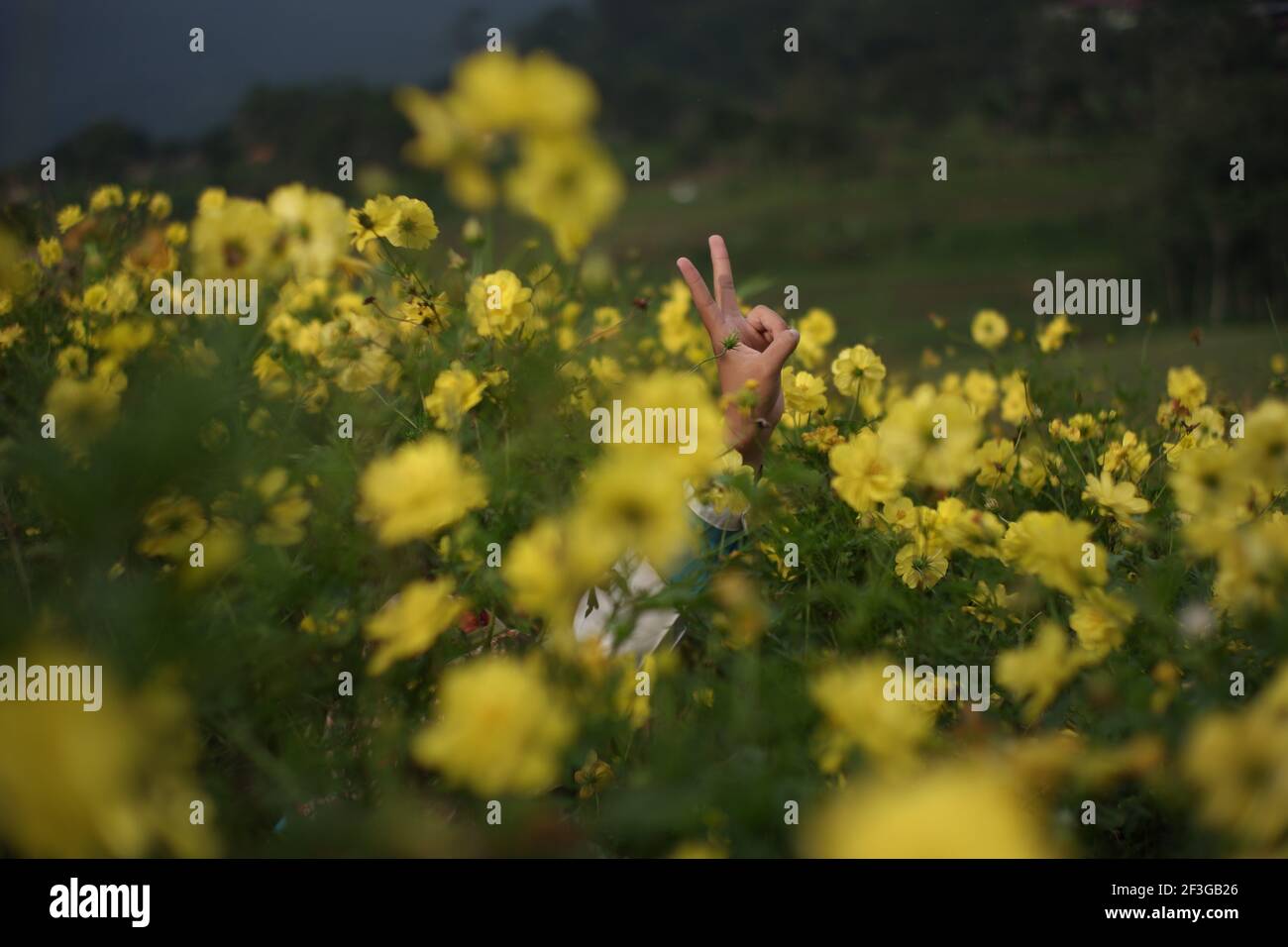 Double middle finger hi-res stock photography and images - Alamy